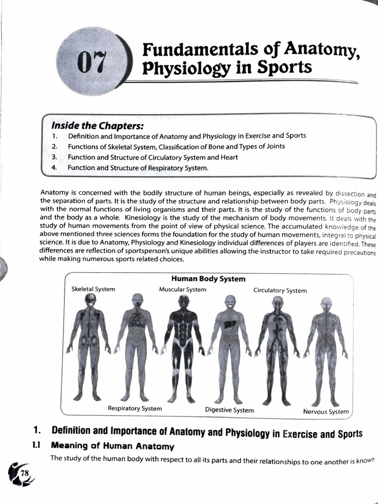 Class XI Chapter - 7 | PDF | Artery | Heart