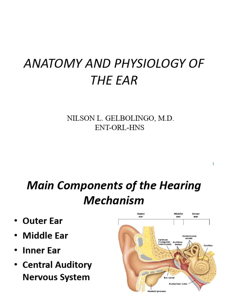 Anatomy and Physiology of The Ear | PDF | Hearing | Ear