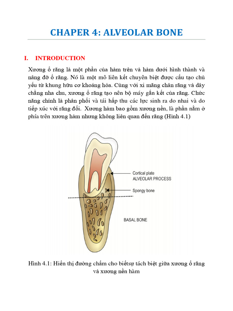 Chaper 4-Alveolar Bone | PDF