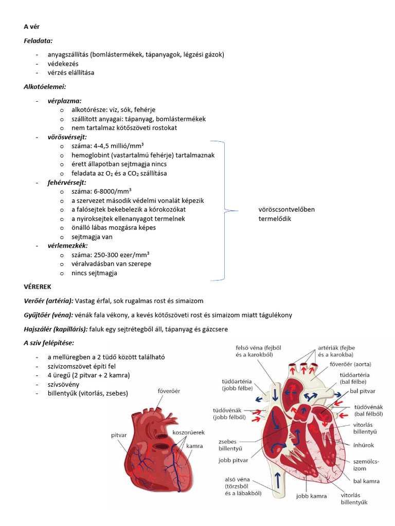 A Keringési Rendszer Összefoglalás | PDF