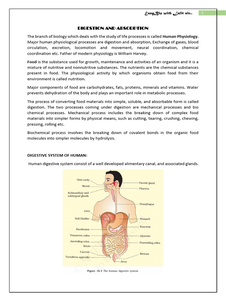 DIGESTION AND ABSORPTION-converted | PDF | Stomach | Gastrointestinal Tract