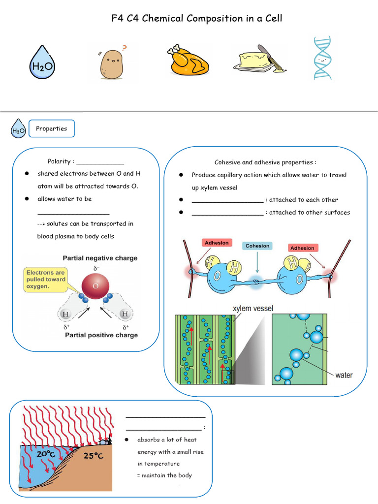F4 C4 Notes | PDF | Dna | Rna