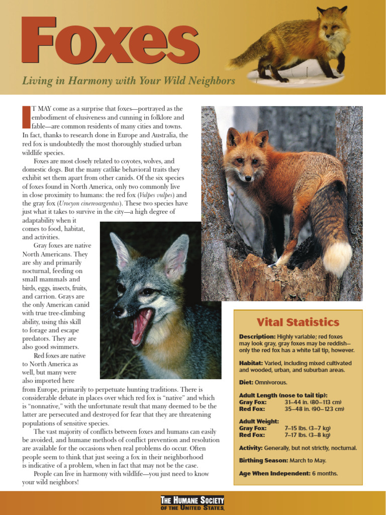 Fox Factsheet 0 | PDF
