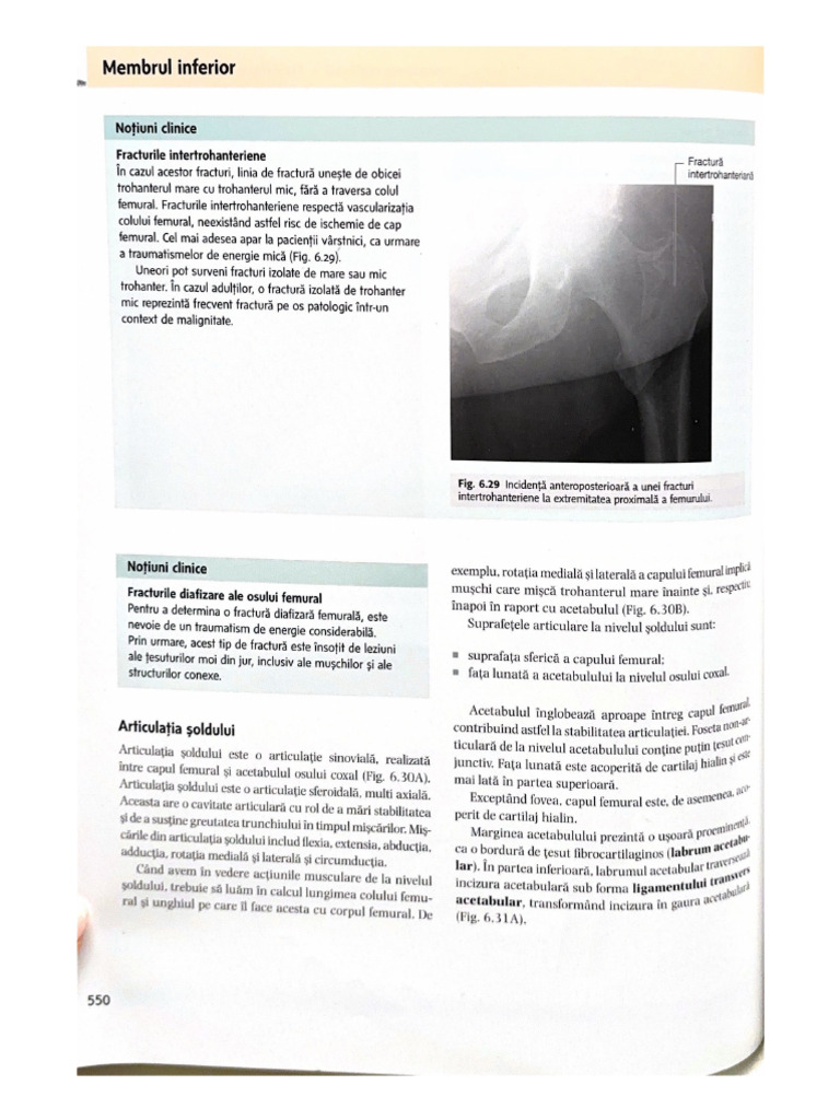 Membrul Inferior | PDF