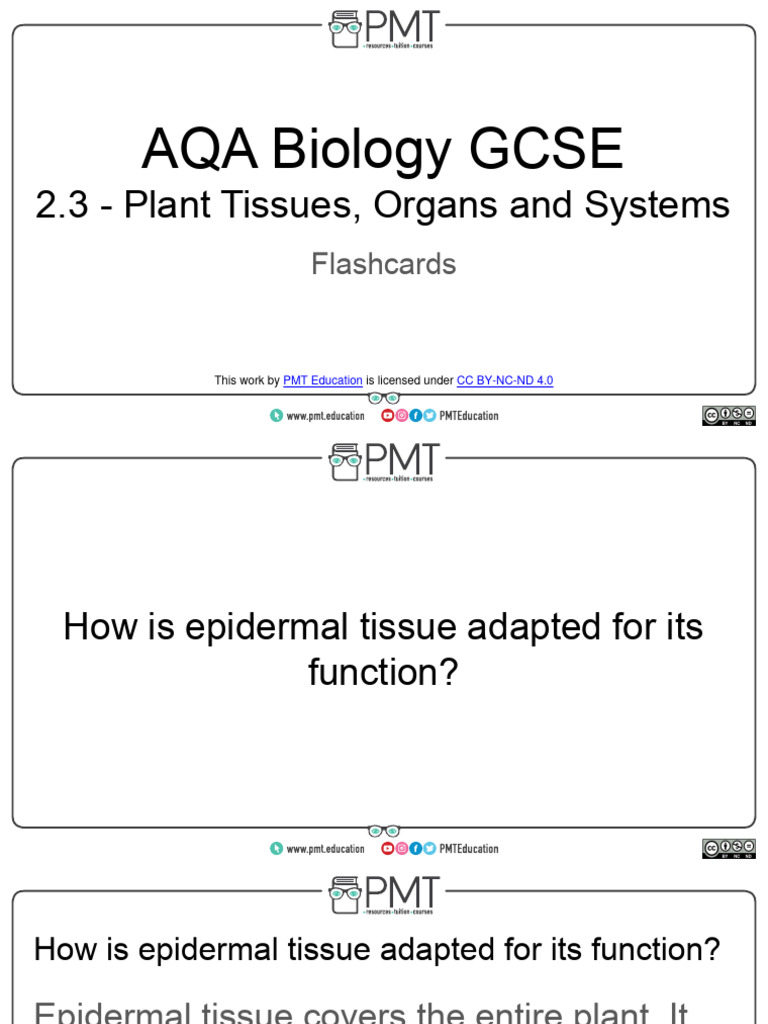 Flashcards - 2.3 Plant Tissues, Organs and Systems - AQA Biology GCSE | PDF Flashcards - 2.3 Plant Tissues, Organs and Systems - AQA Biology GCSE | PDF