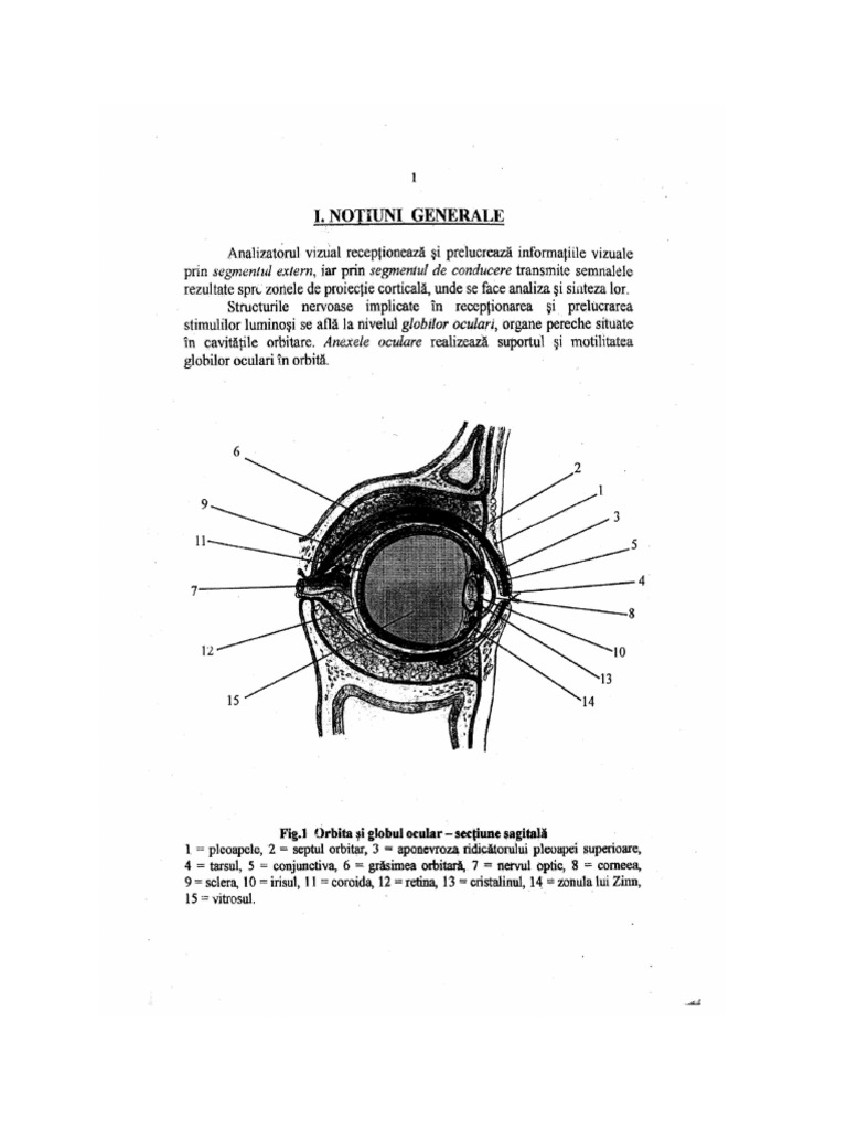 Globul Ocular | PDF