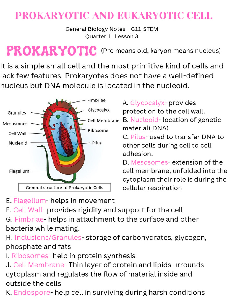 General Biology-Lesson 3 Prokaryotic and Eukaryotic | PDF | Cell ...