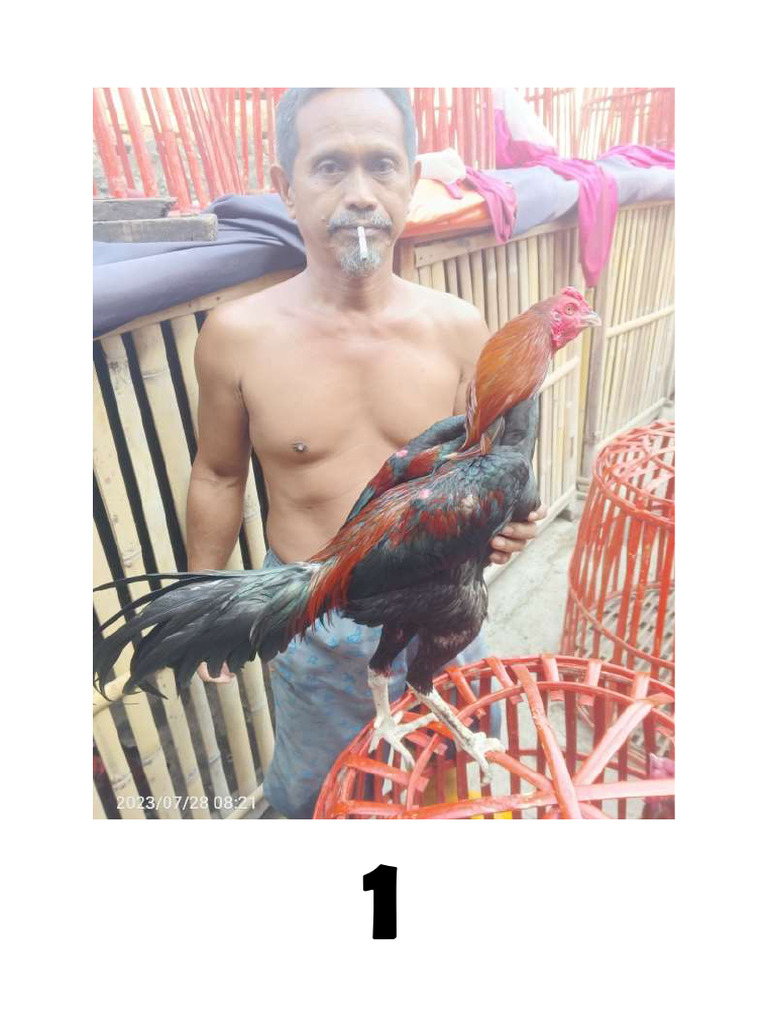 Kumpulan Ayam Adu | PDF