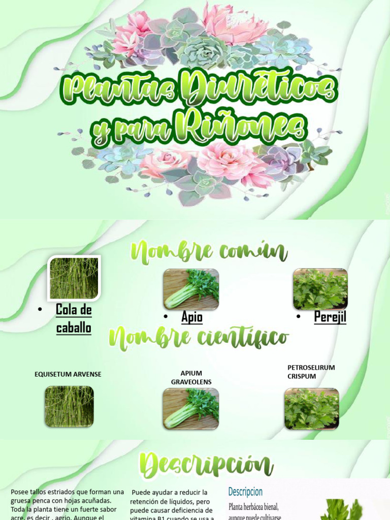 Plantas Diuréticas y sus Usos | PDF