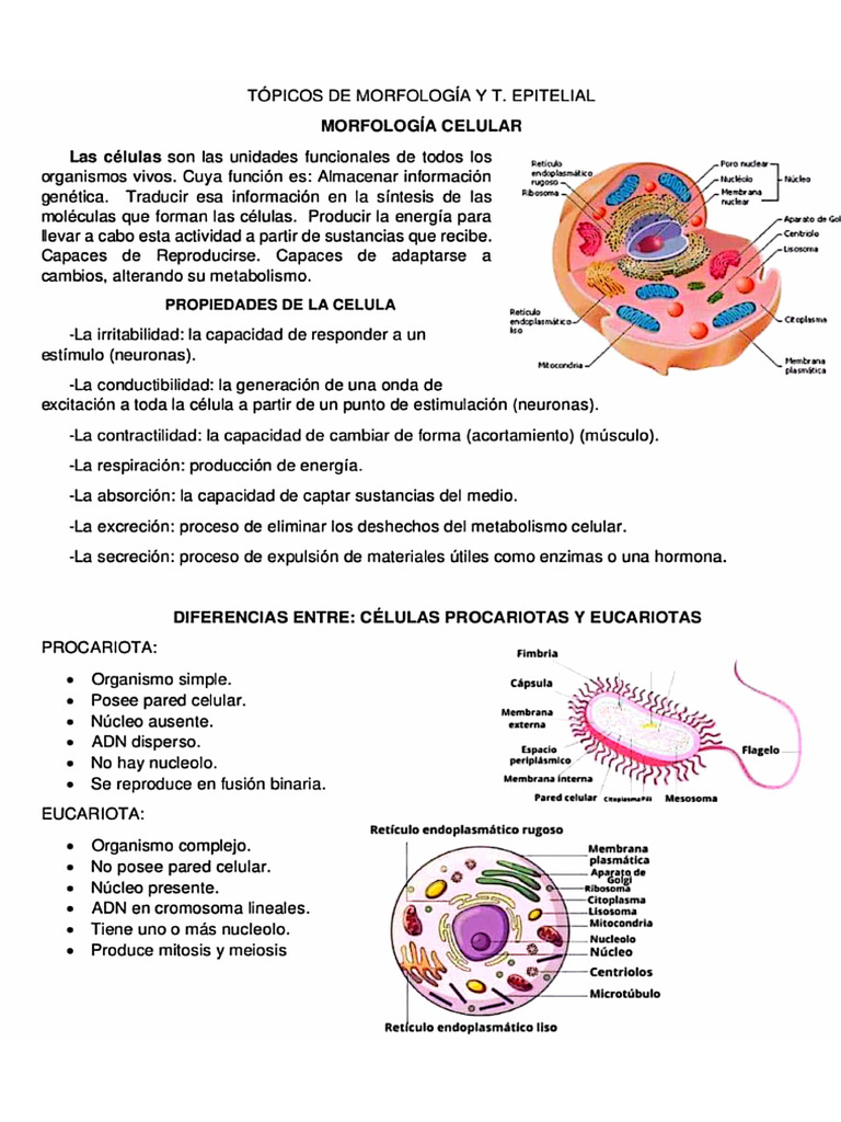 Morfología Celular | PDF