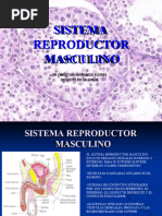 Anatomía del Cuerpo de Highmore | PDF | Testículo | Próstata