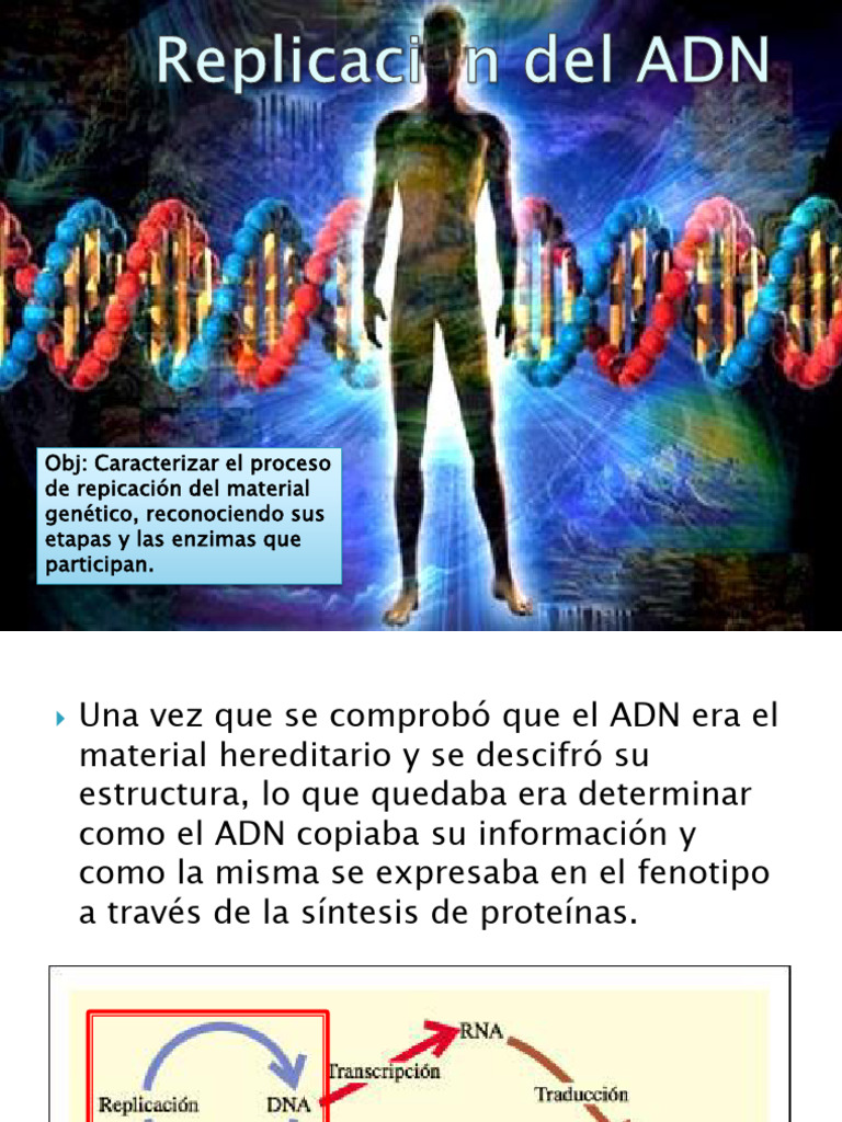 Replicacion ADN | PDF | Replicación De Adn | Adn