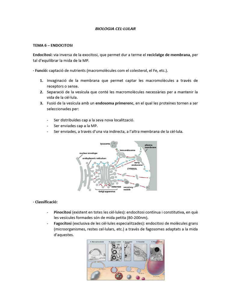 TEMA 6 - endocitosi (biocel) | PDF