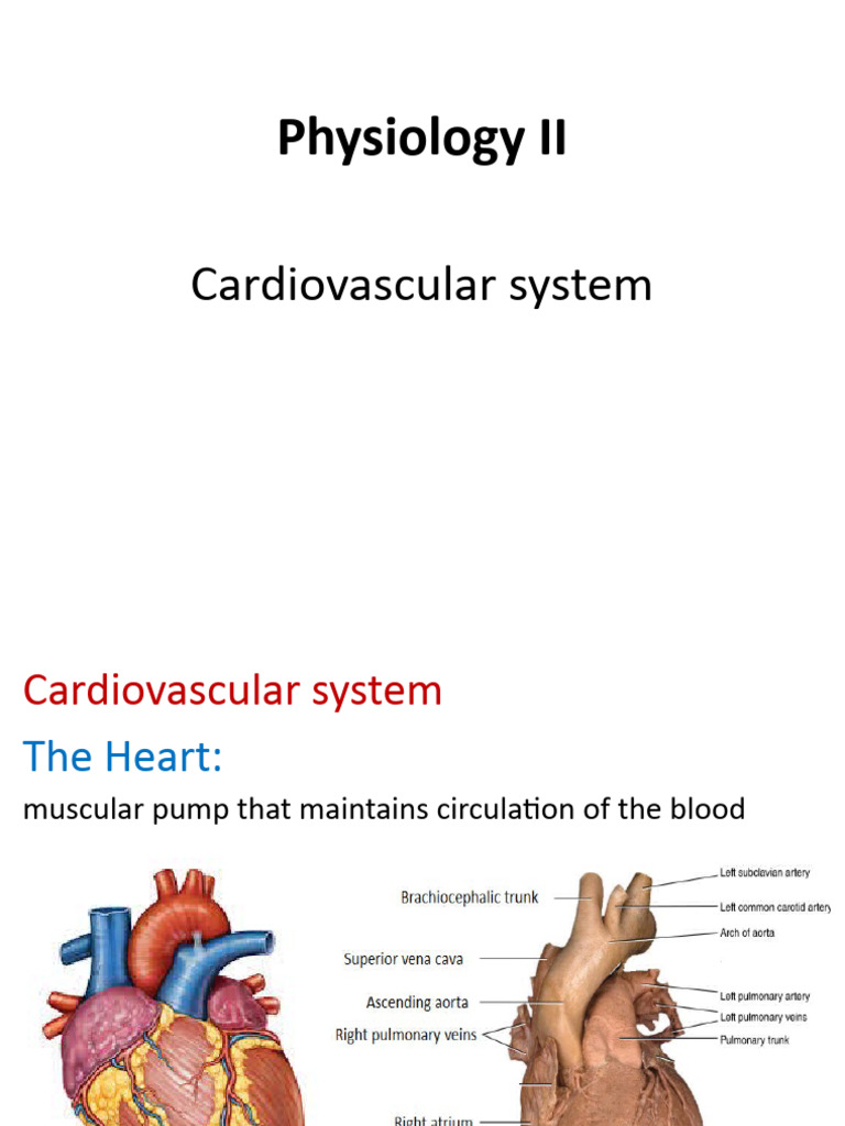 Cardiovascular System Physiology | PDF