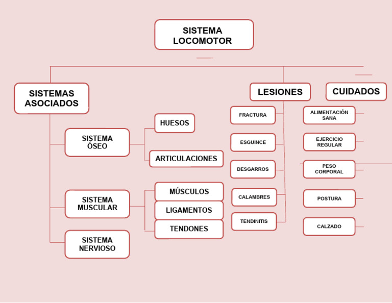 Mapa Conceptual Del Sistema Locomotor 2 | PDF