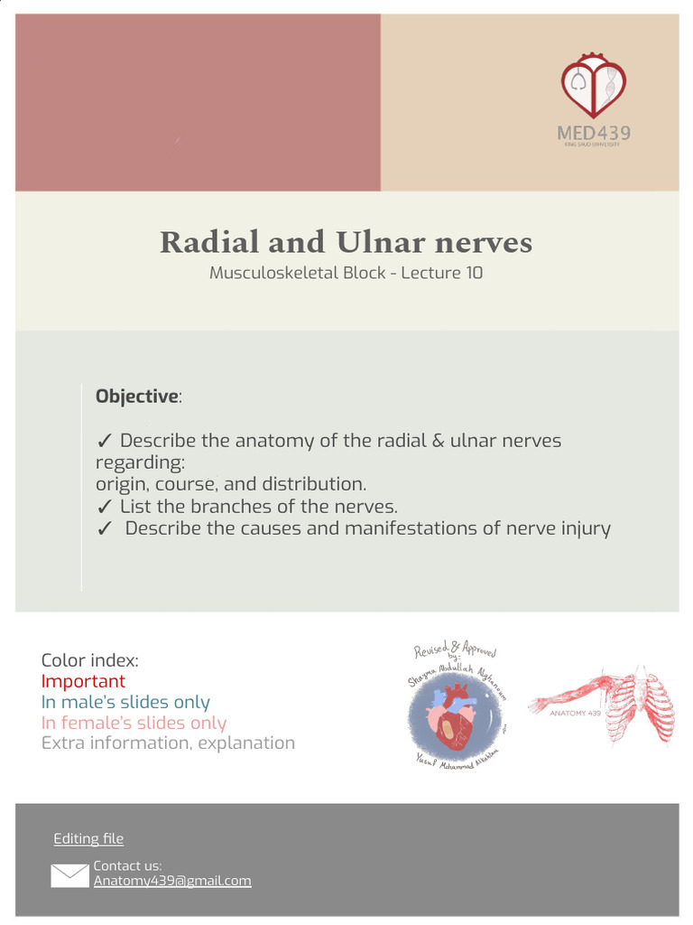 Radial and Ulnar Nerves | PDF | Arm | Elbow