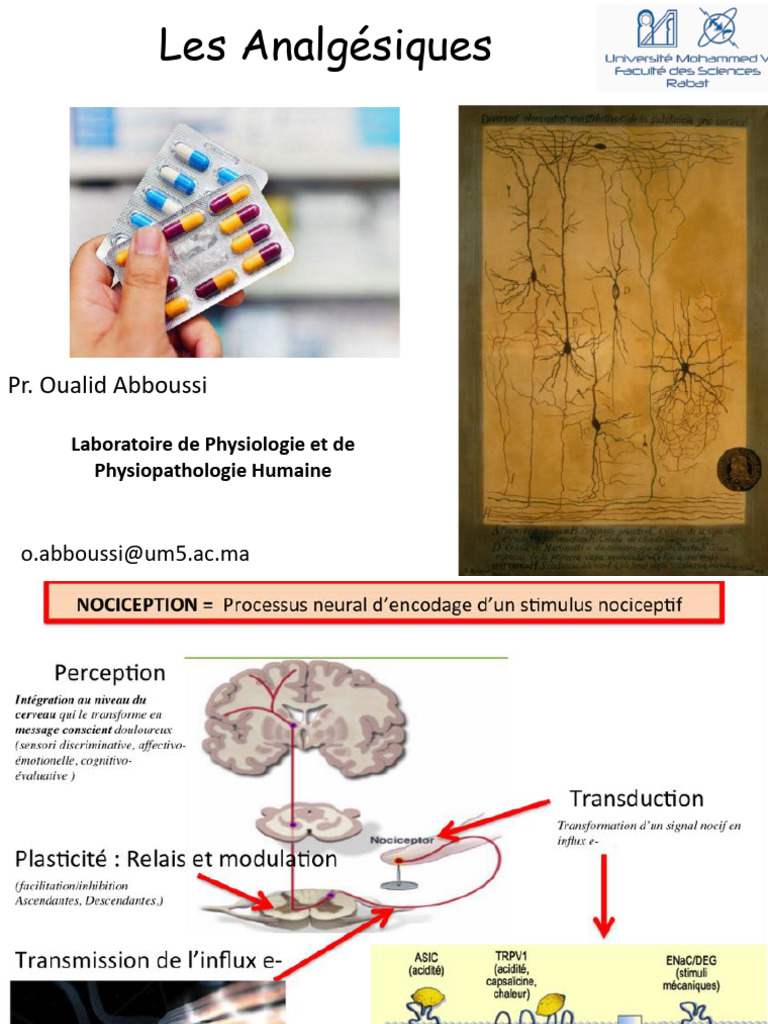 Les Antalgiques MSc FSR | PDF