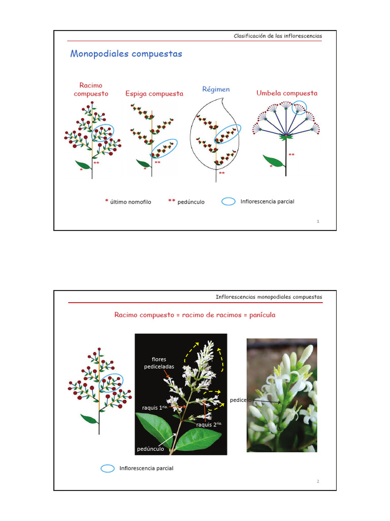 2022 INFLORESCENCIA 2° Parte para Imprimir | PDF