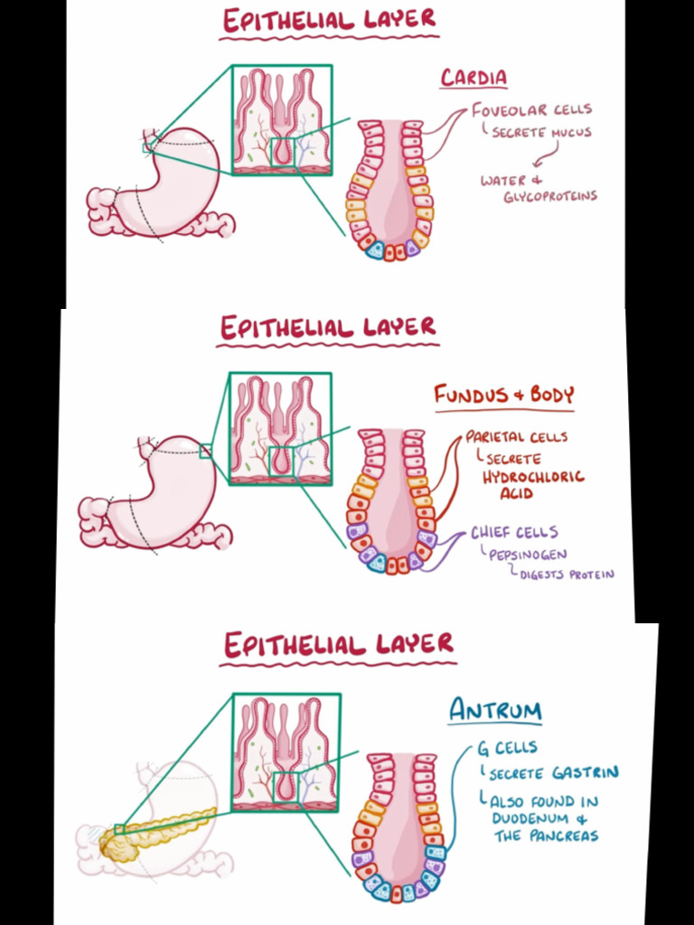 S Stomach Osmosis | PDF