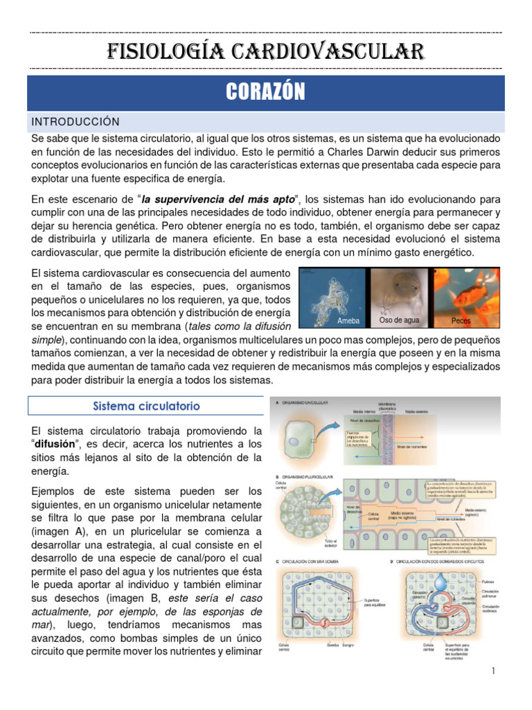 Fisiología Cardiovascular | PDF | Corazón | Potencial de acción
