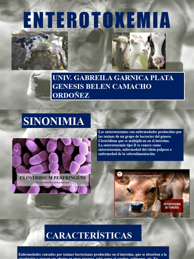 Enterotoxemia (1 | PDF | Diarrea | Las bacterias