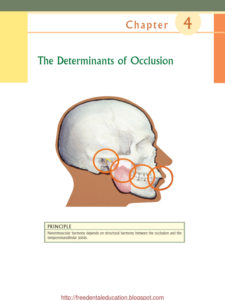 Functional Occlusion From TMJ to Smile D طباعة | PDF