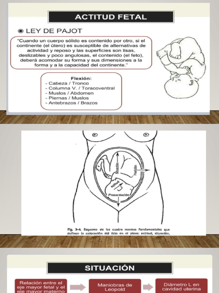 Estatica Fetal | PDF