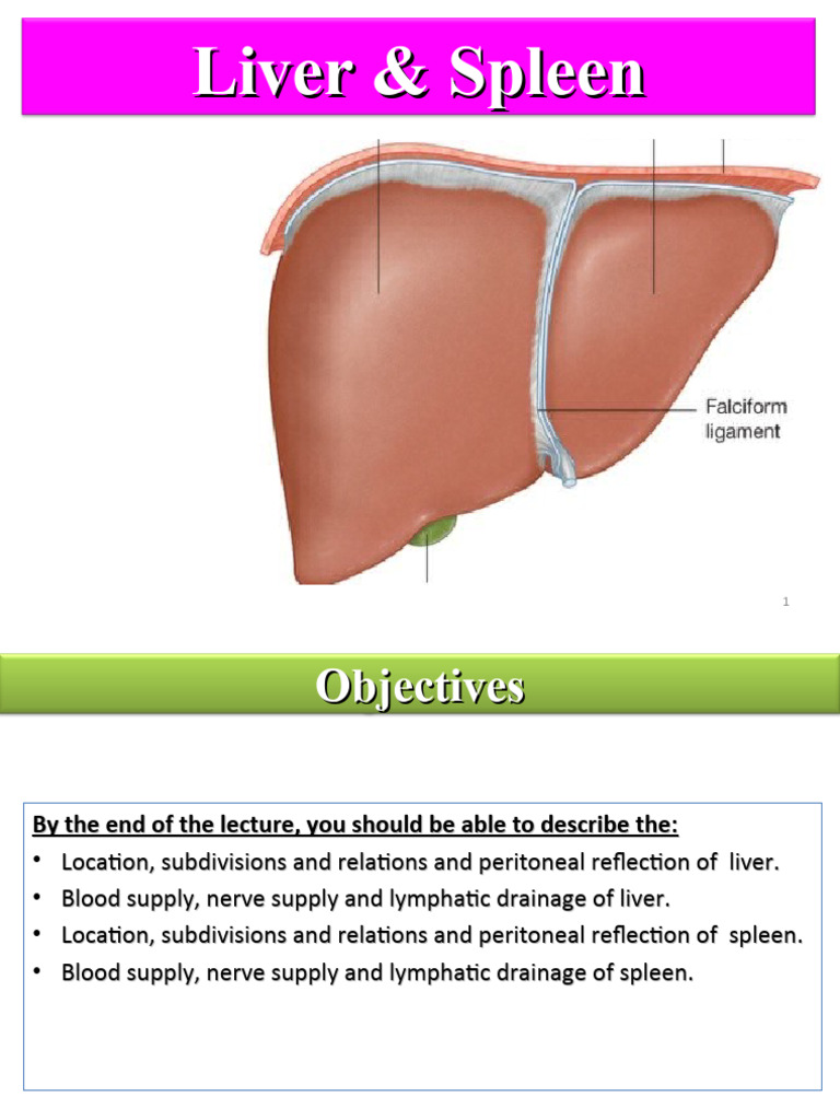 8 - Anatomy of Liver and Spleen | PDF