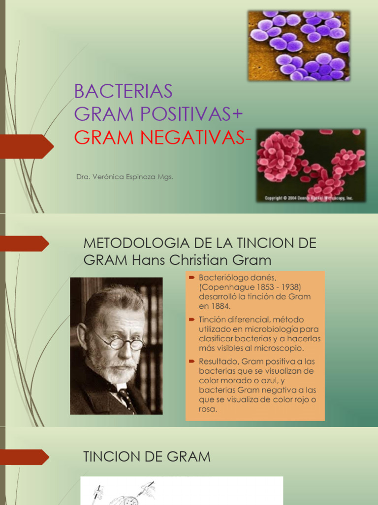 Bacterias Gram Positivas y Gram Negativas | PDF