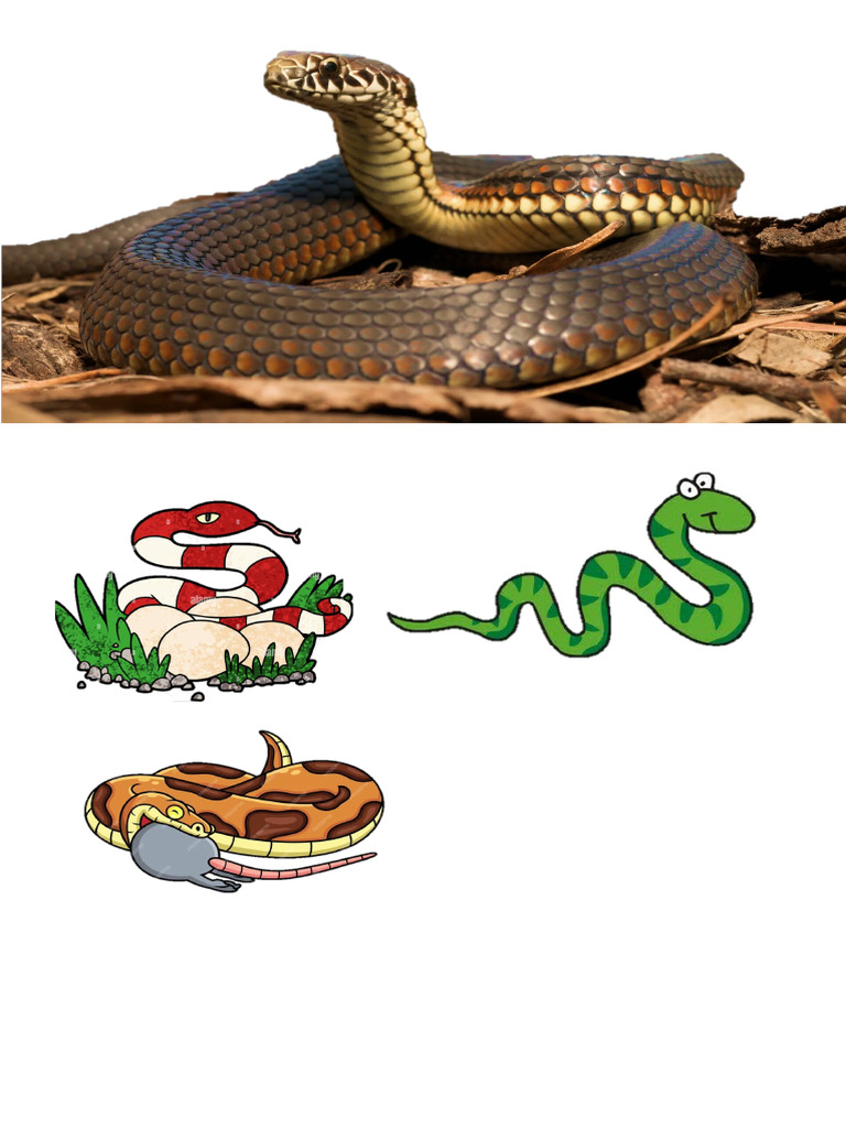 SNAKE | PDF