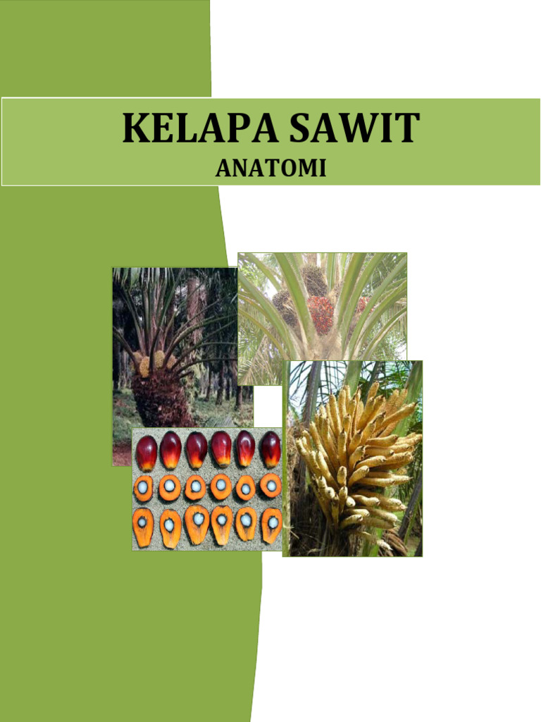 Anatomi dan Morfologi Kelapa Sawit | PDF | Griya & Taman