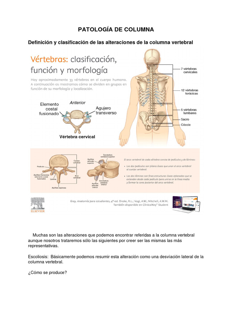 Patologia de Columna | PDF | La columna vertebral | Anatomía humana