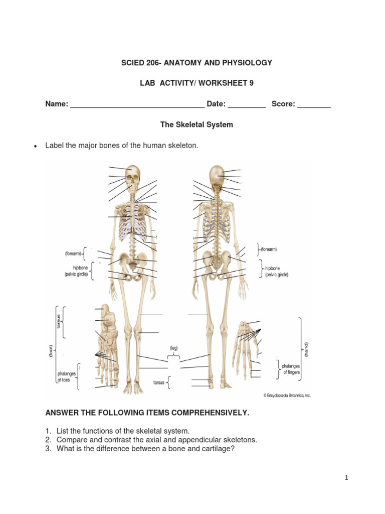 Anatomy and Physiology Lab Worksheets | PDF | Human Body | Skeleton