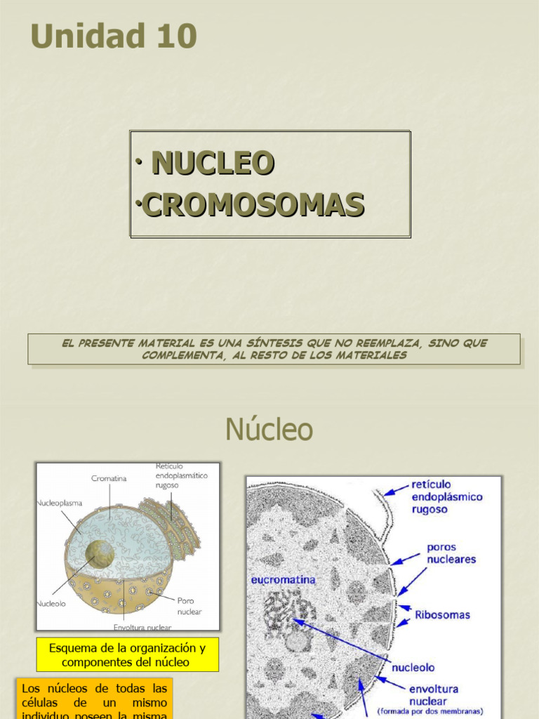 10 Nucl-1 | PDF | Nucleo celular | Cromatina