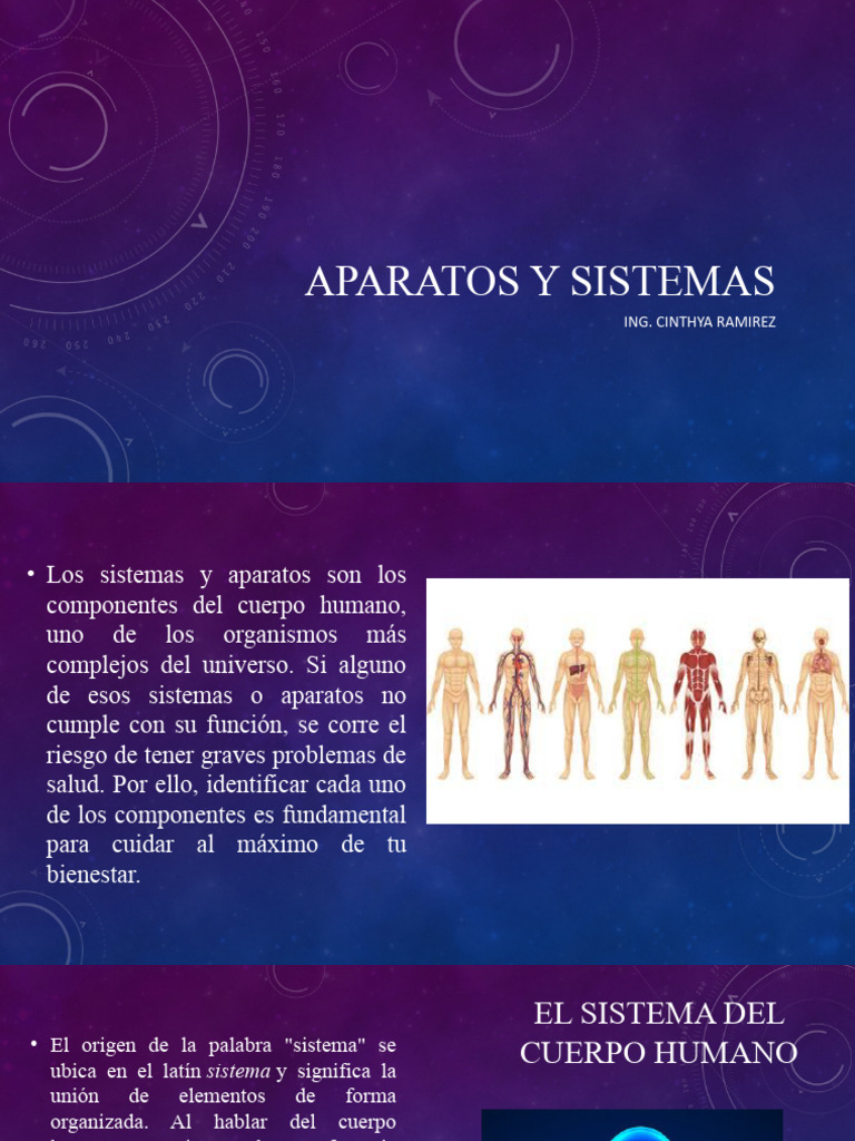 Sistemas y Aparatos del Cuerpo Humano | PDF | Sistema circulatorio | Sistema urinario