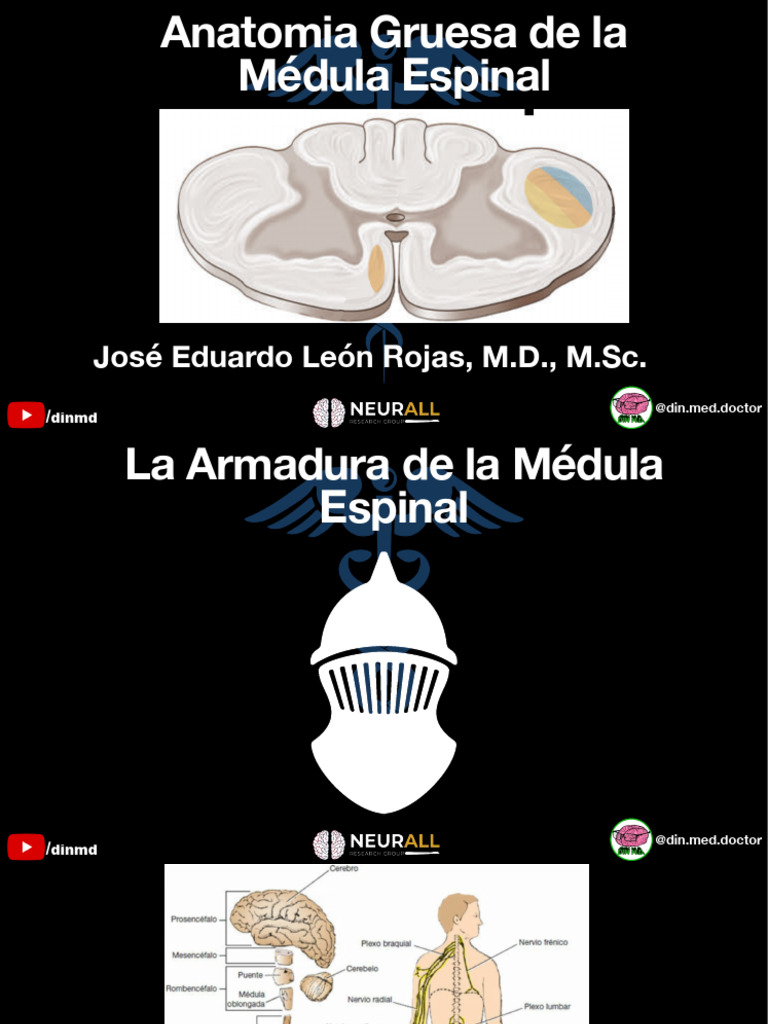 Anatomia Gruesa Medula y Tronco | PDF