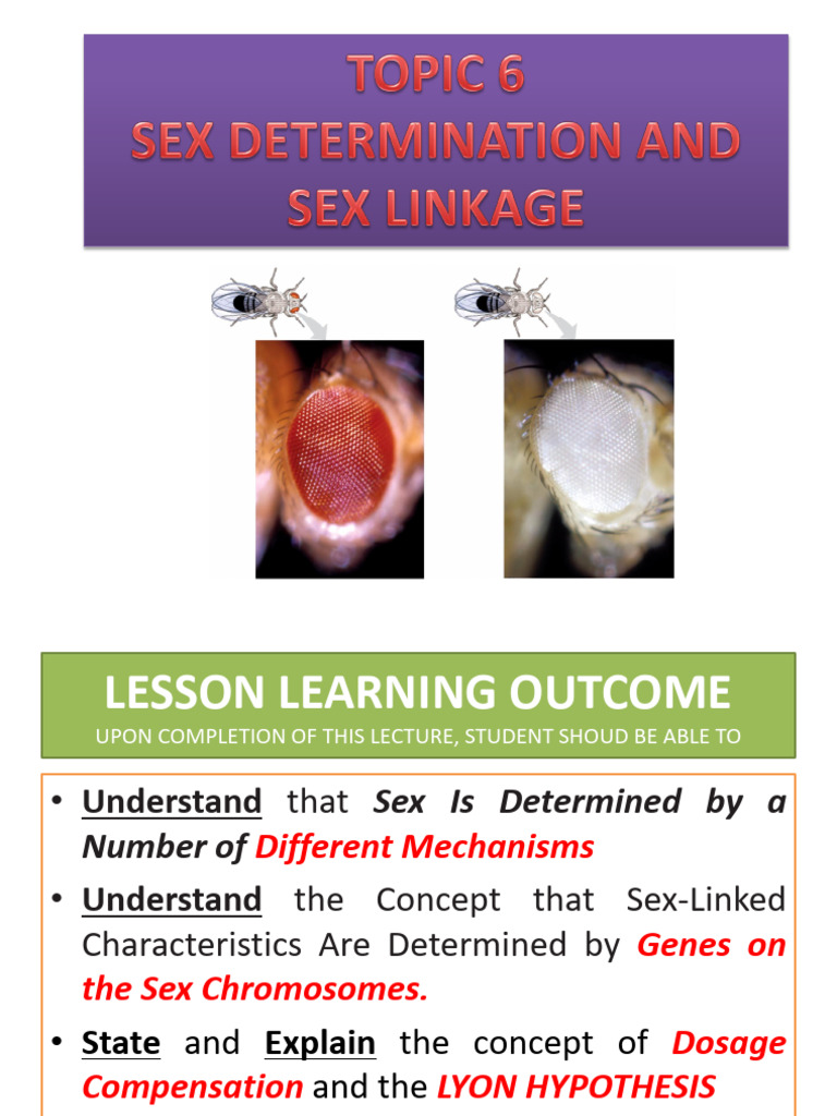 BIO511 Chap 2 Topic 6 | PDF | Dominance (Genetics) | Zygosity