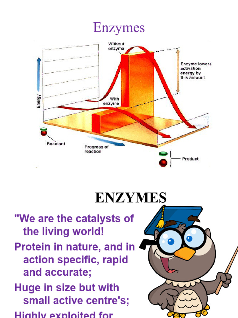 Enzyme | PDF | Enzyme Inhibitor | Enzyme