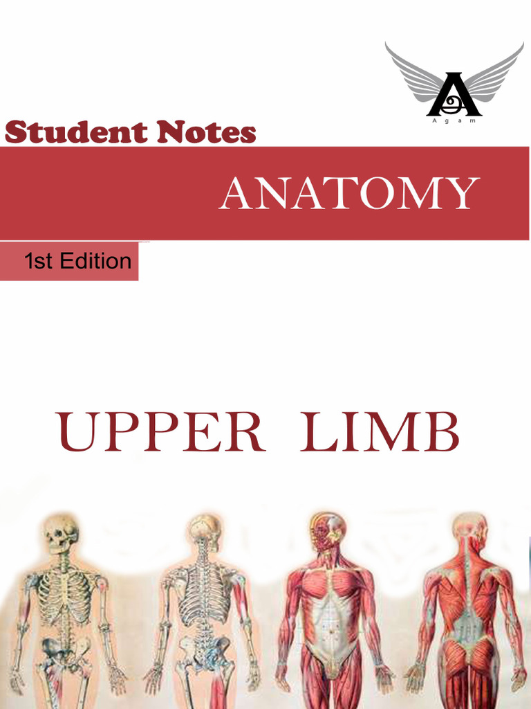 Upper Limb | PDF | Elbow | Arm