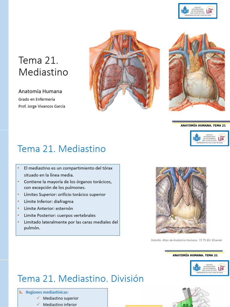 Tema 21 Mediastino | PDF | Tórax | Tórax (anatomía humana)