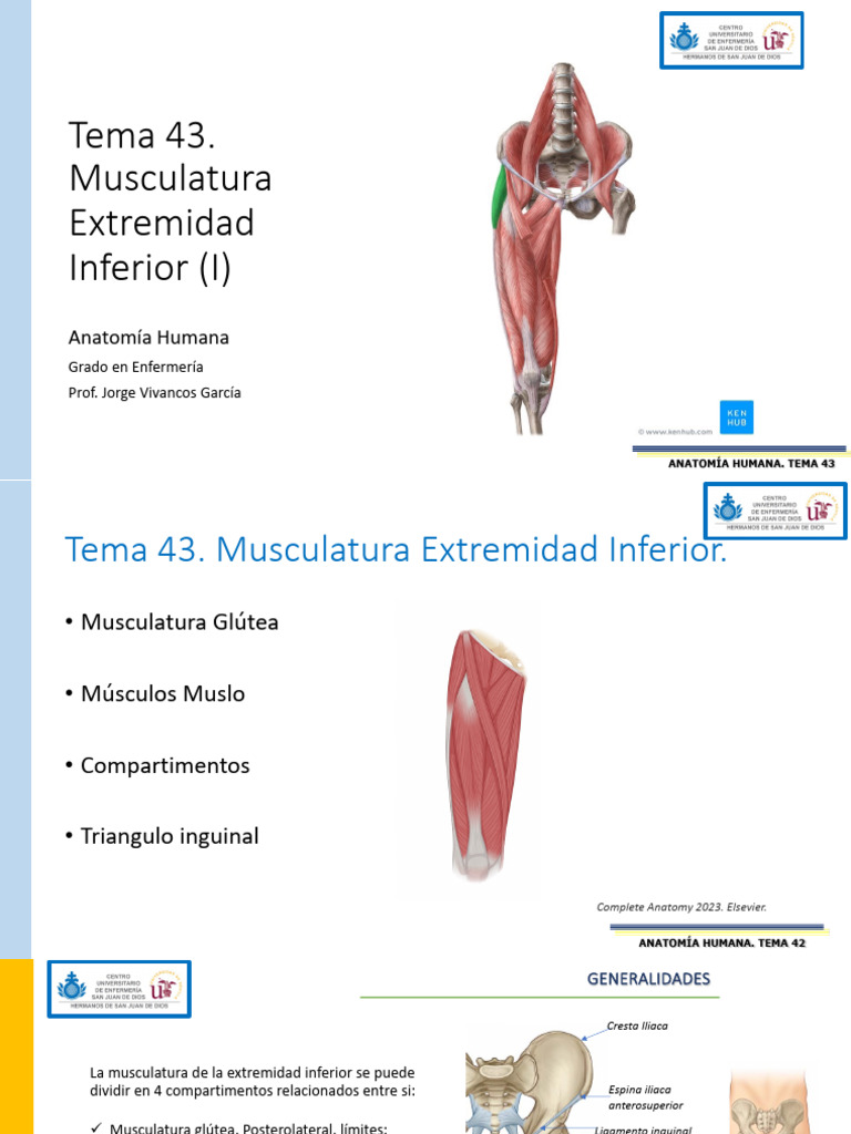 Tema 43 Musculatura Miembro Inferior_04c4f51f5922816b0b7cb76f15c19c1d | PDF