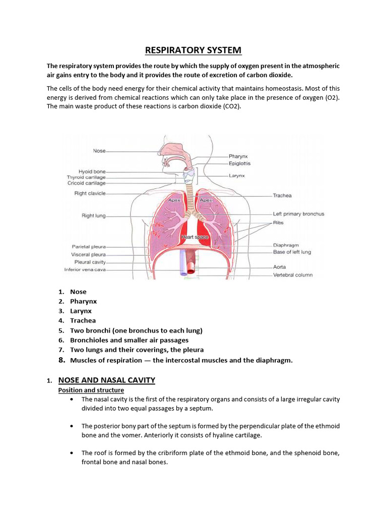 Respiratory System | PDF