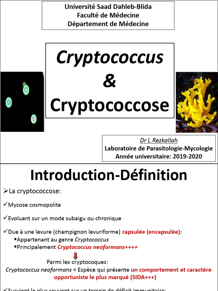 4-Cryptococcus Et Cryotococcose | PDF