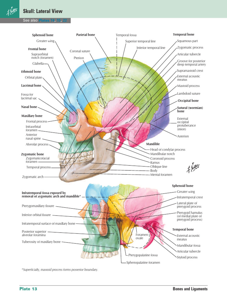 Pterion and Cranial Bone Overview | PDF