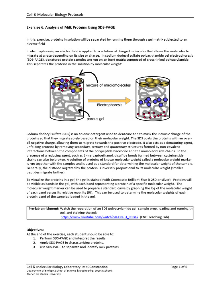 Exercise 6. Analysis of Milk Proteins Using SDS-PAGE | PDF | Gel ...