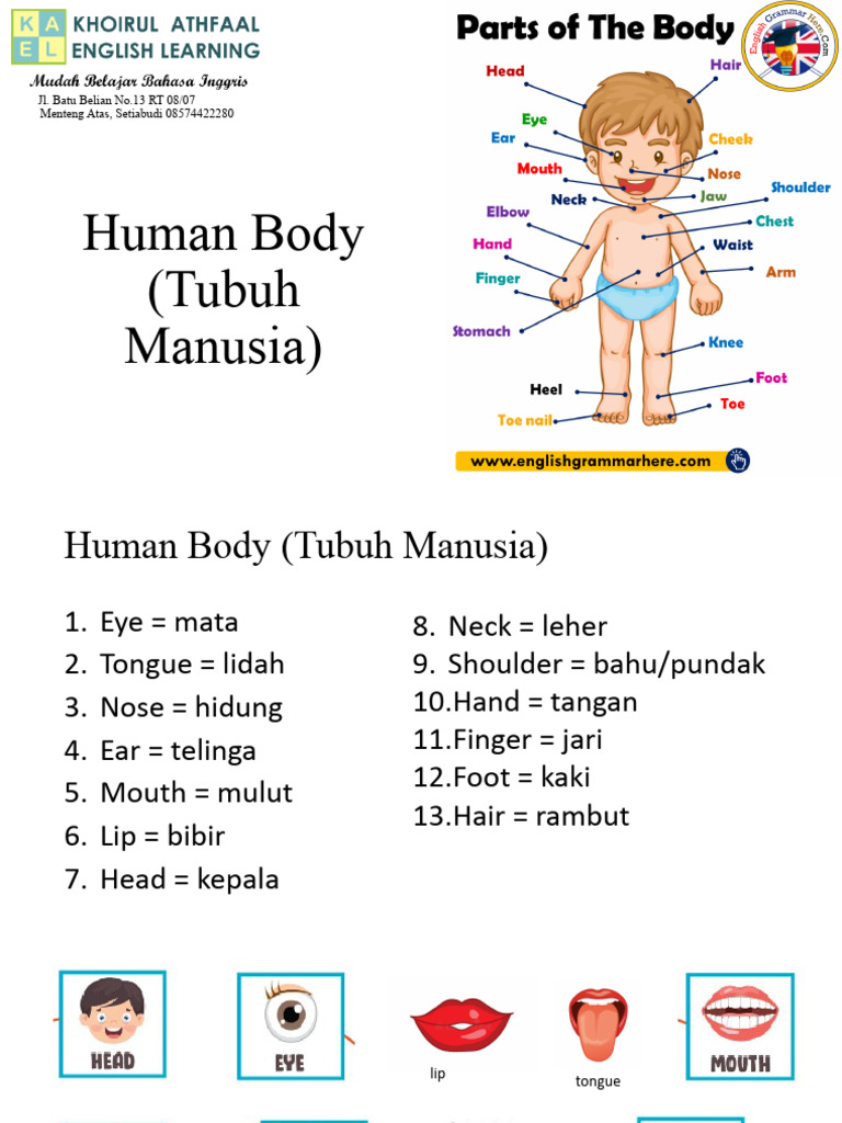 Human Body PPT for English Elementary Grade 1 | PDF