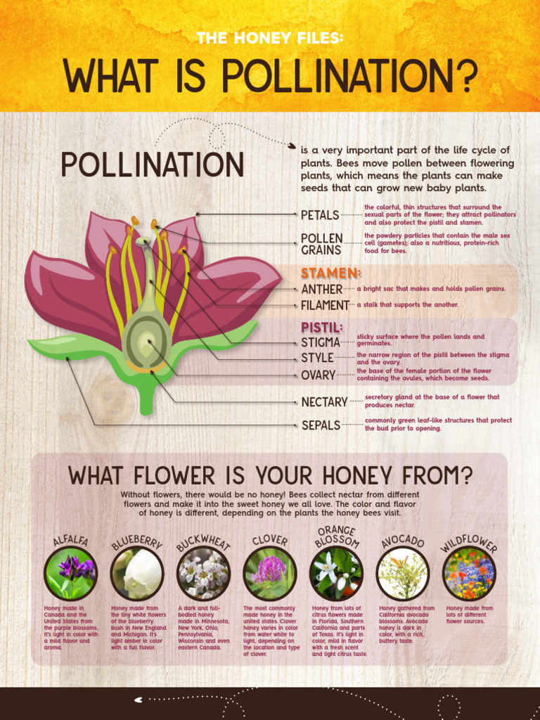 2020-Educational-Materials-Pollination-Activity-Sheet | PDF