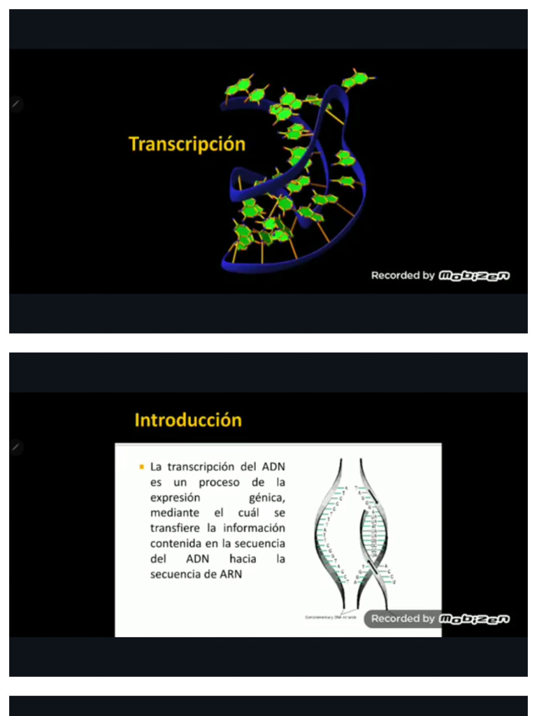Transcripción ARN | PDF