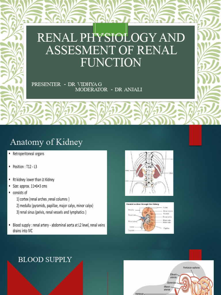 Final Assesment of Renal Function and Anaesthesia For Renal New | PDF