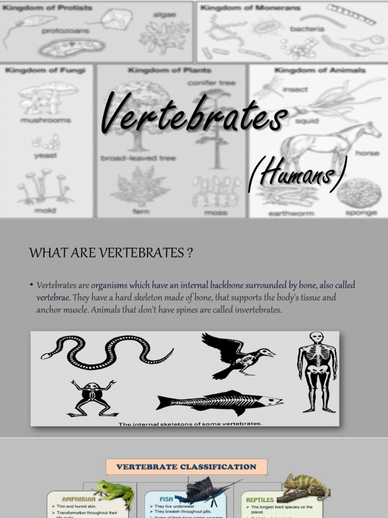 Vertebrates: (Humans) | PDF